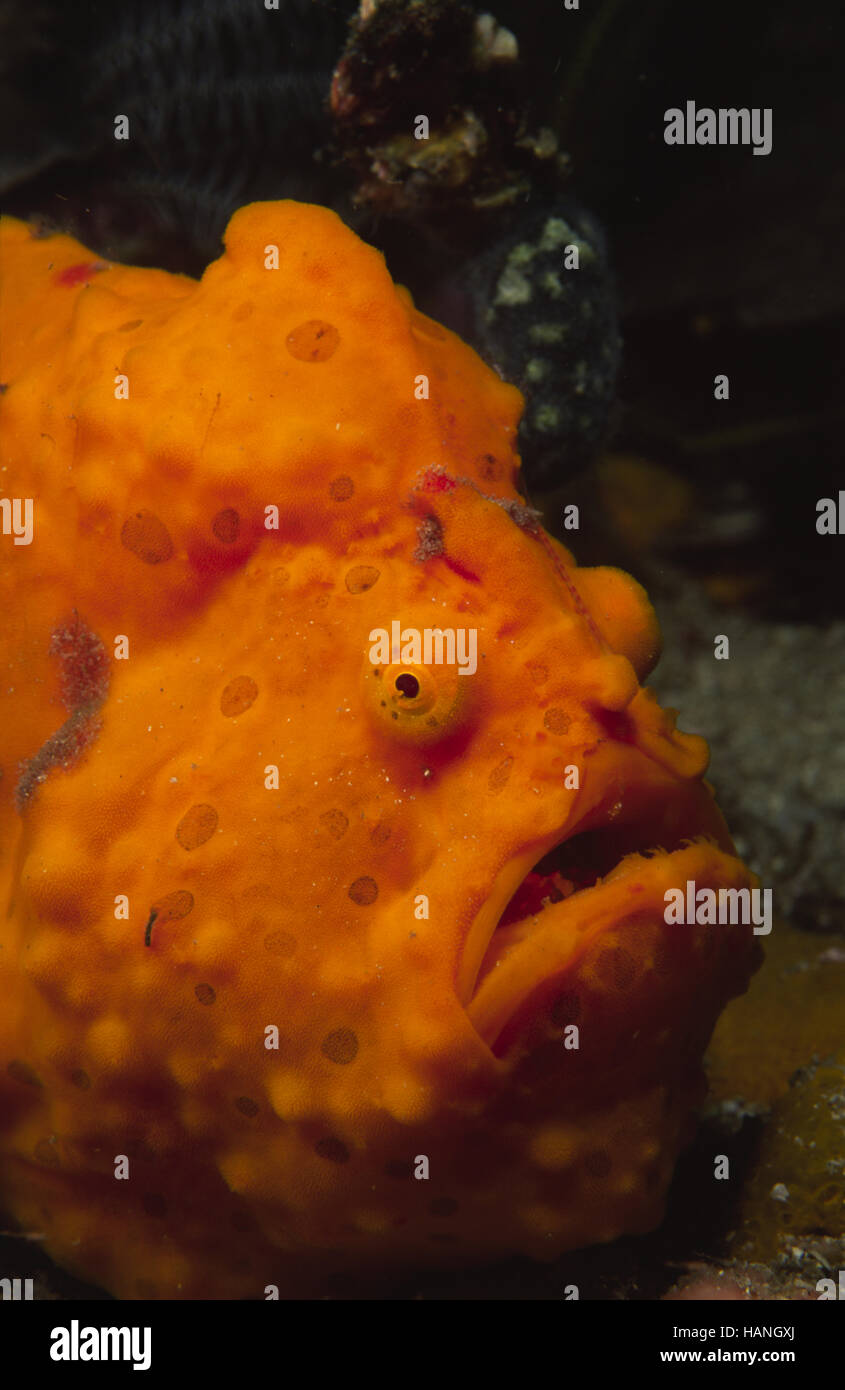Frogfish antennariidae face hi-res stock photography and images - Alamy