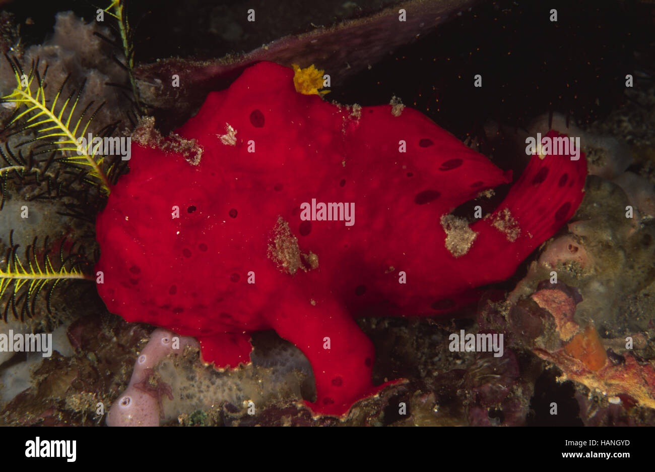 Osteichthyes fishes frogfishes hi-res stock photography and images - Alamy