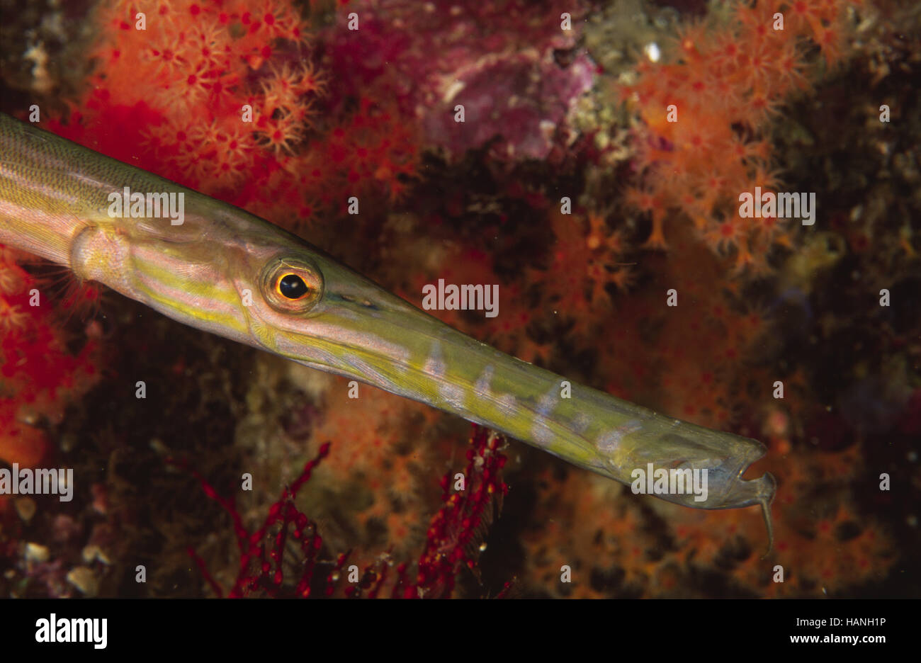 Trumpet fish hi-res stock photography and images - Alamy