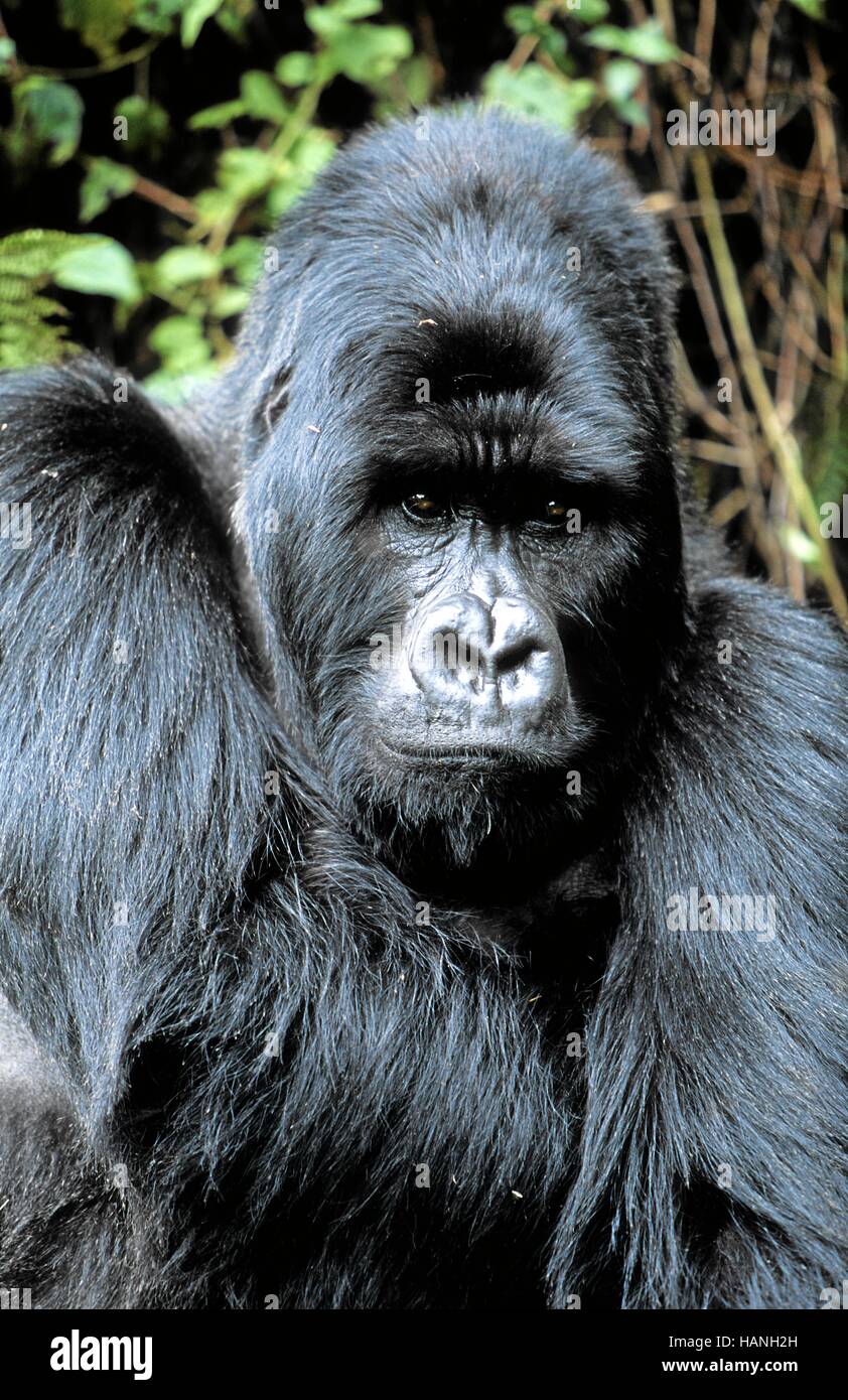 Extinct gorilla hi-res stock photography and images - Alamy