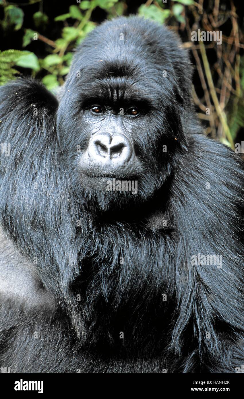 Extinct gorilla hi-res stock photography and images - Alamy