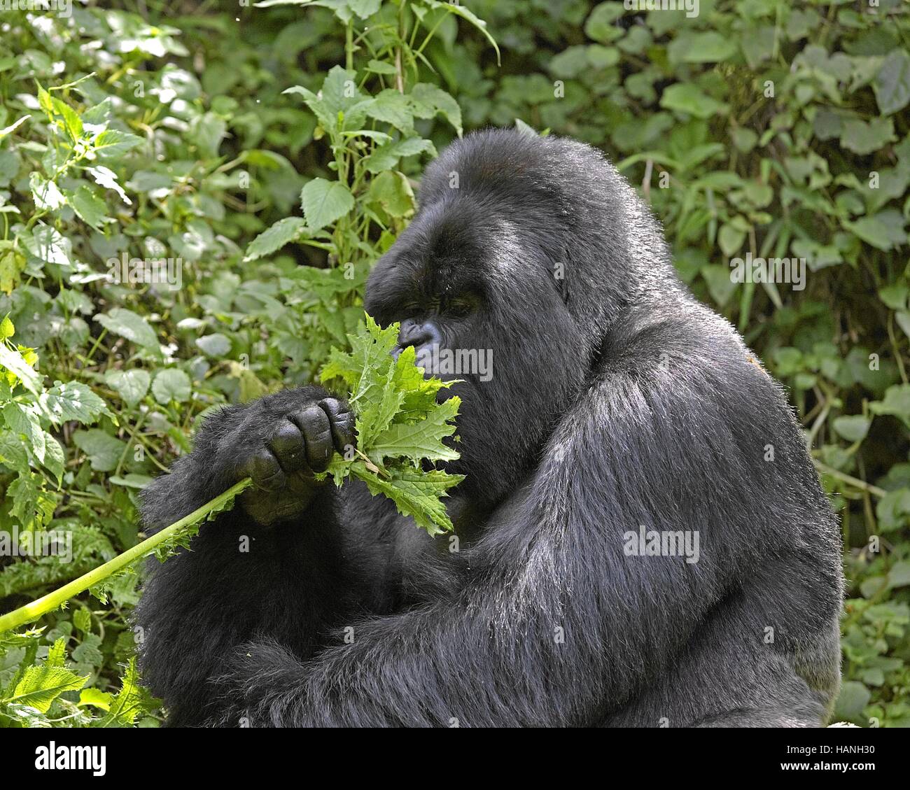 Animals that have become extinct hi-res stock photography and images ...