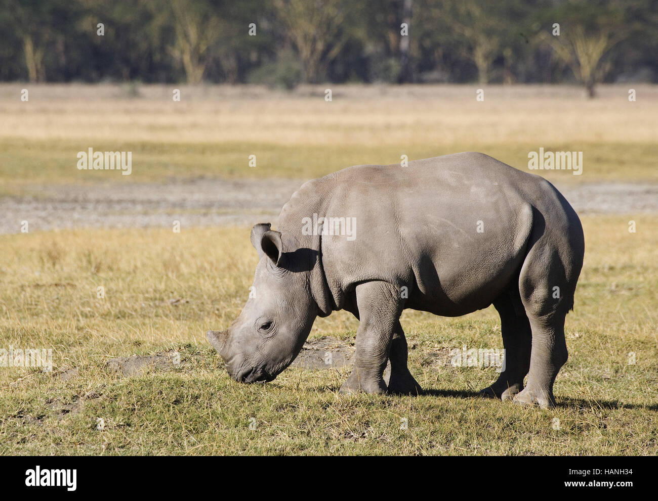 White rhinocerus hi-res stock photography and images - Alamy