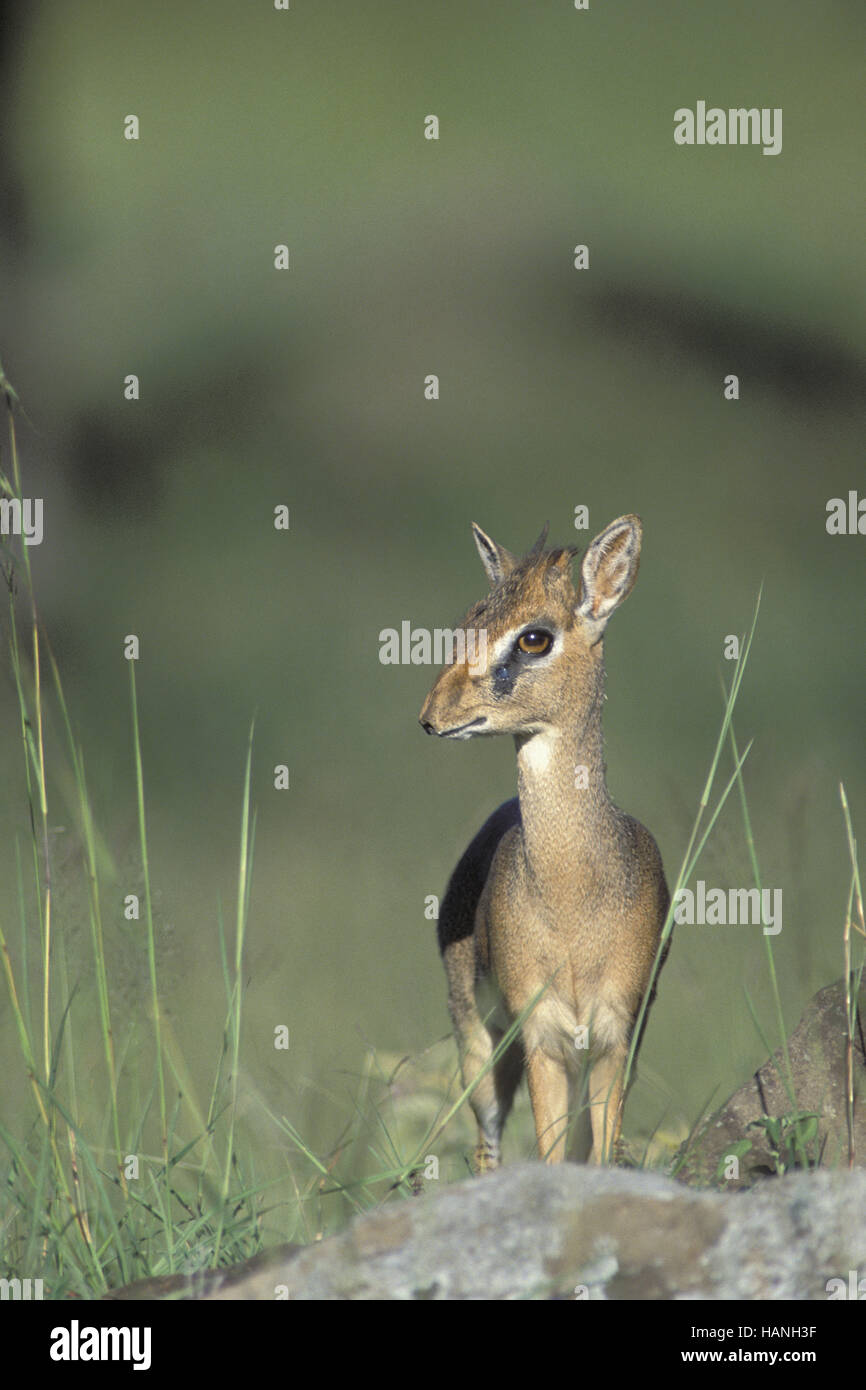Dik diks touching hi-res stock photography and images - Alamy