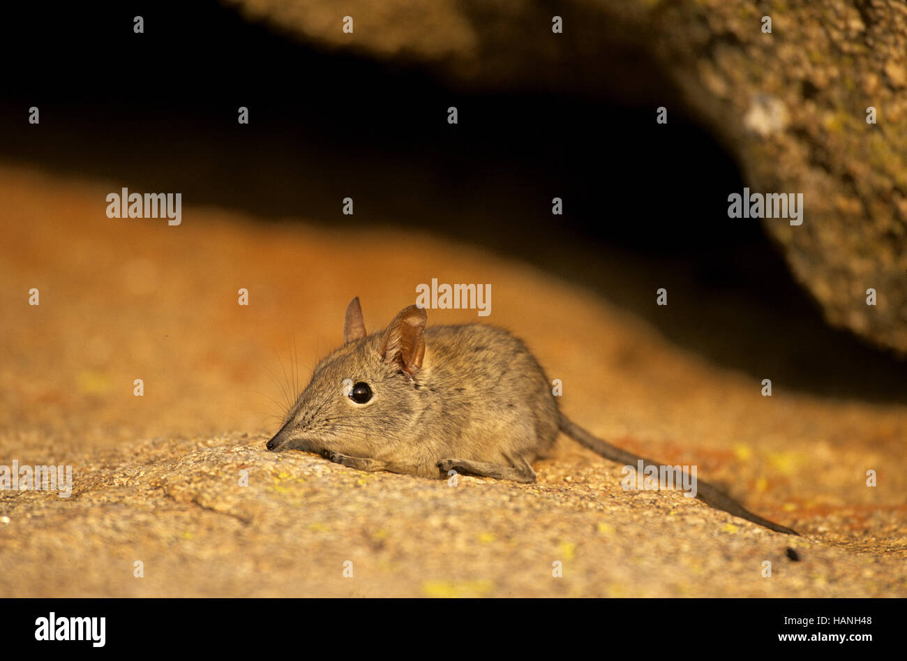 Elefantenspitzmaeuse hi-res stock photography and images - Alamy