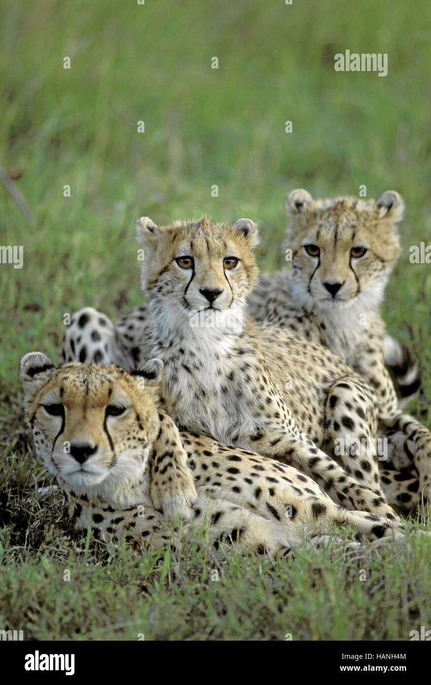 Cheetah babies hi-res stock photography and images - Alamy
