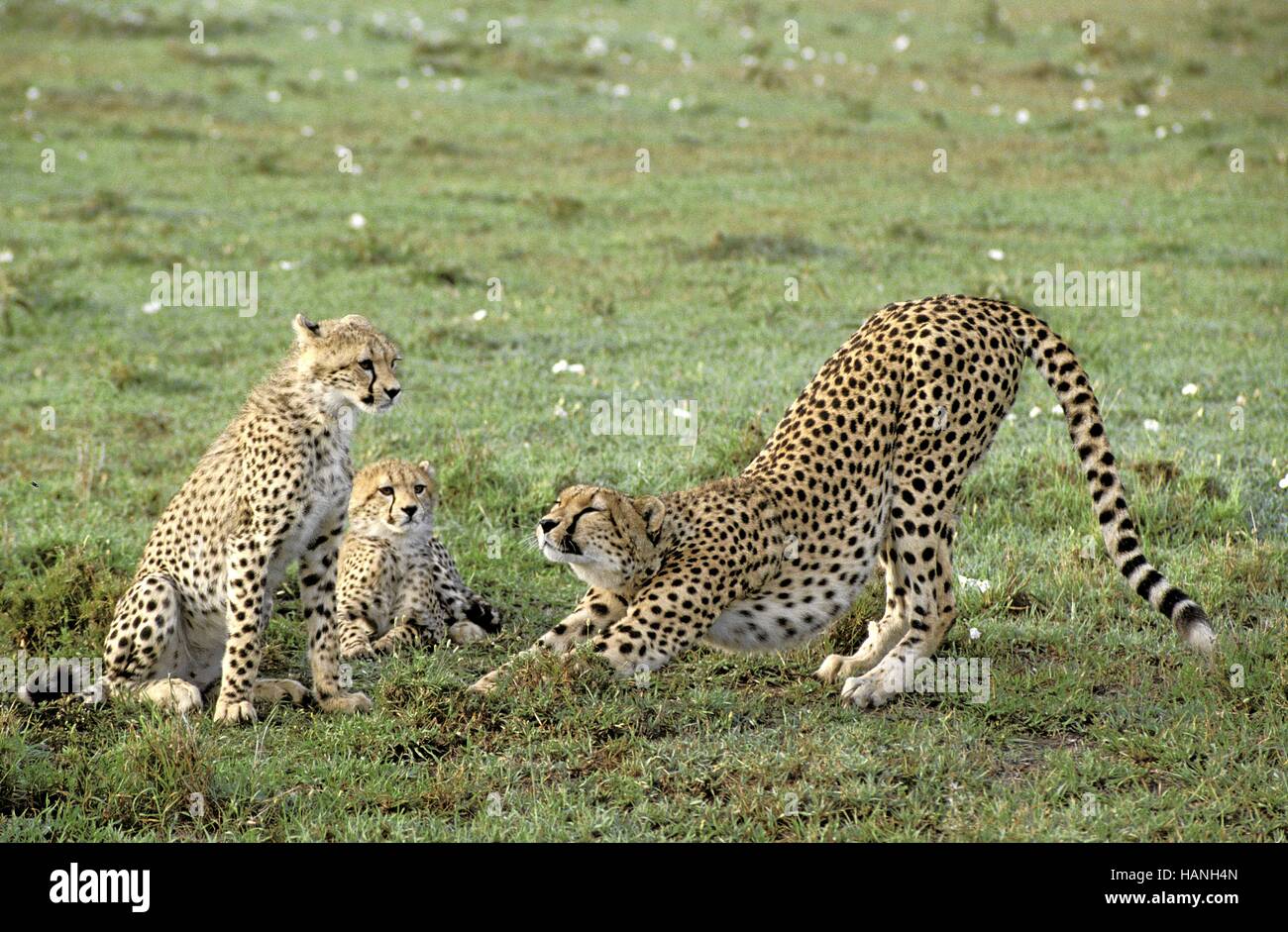 Cheetah Babies High Resolution Stock Photography and Images - Alamy