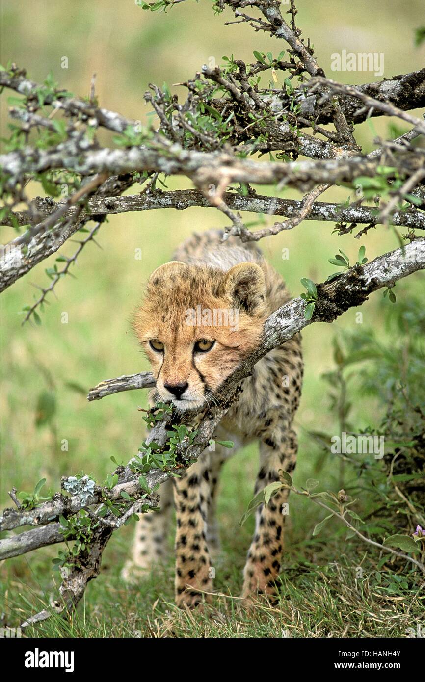 Cheetah with pups hi-res stock photography and images - Alamy