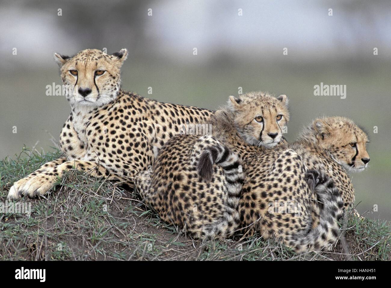 Charming cheetahs hi-res stock photography and images - Alamy
