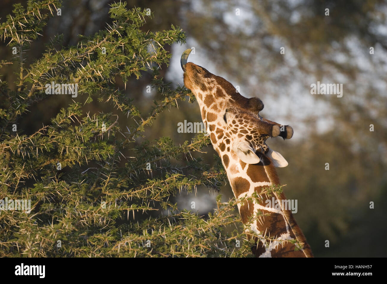 Drolliges hi-res stock photography and images - Alamy