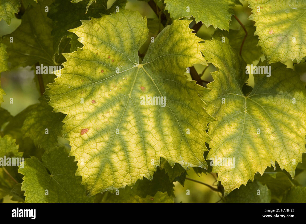 Ltm dx hi-res stock photography and images - Alamy