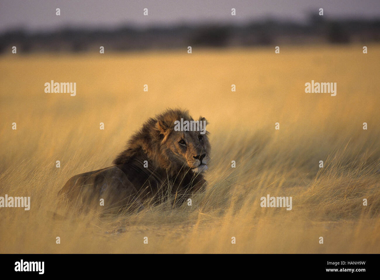 Lie in wait predator hi-res stock photography and images - Alamy