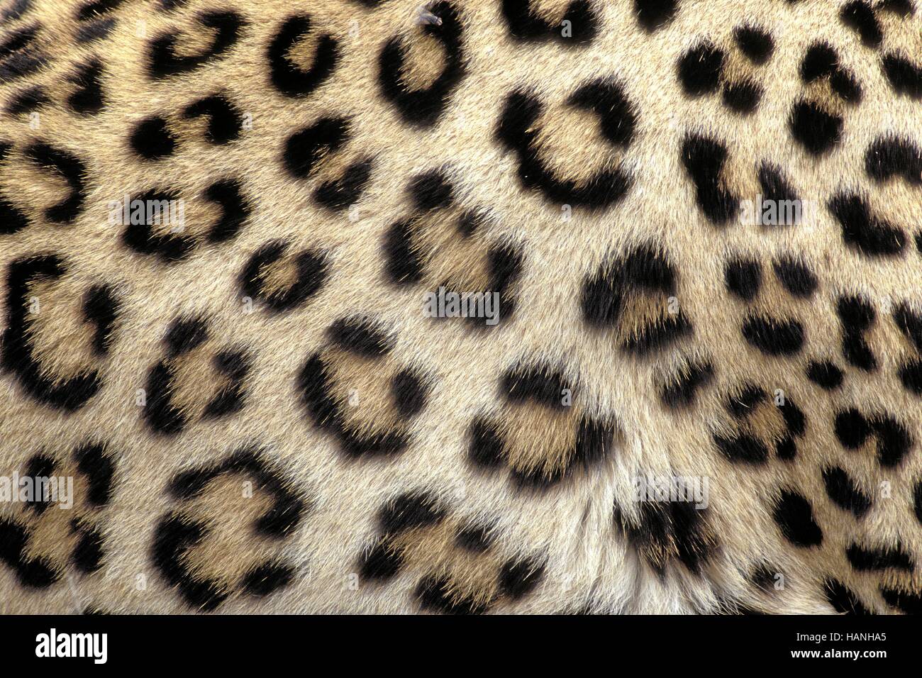 Leopard muster hi-res stock photography and images - Alamy