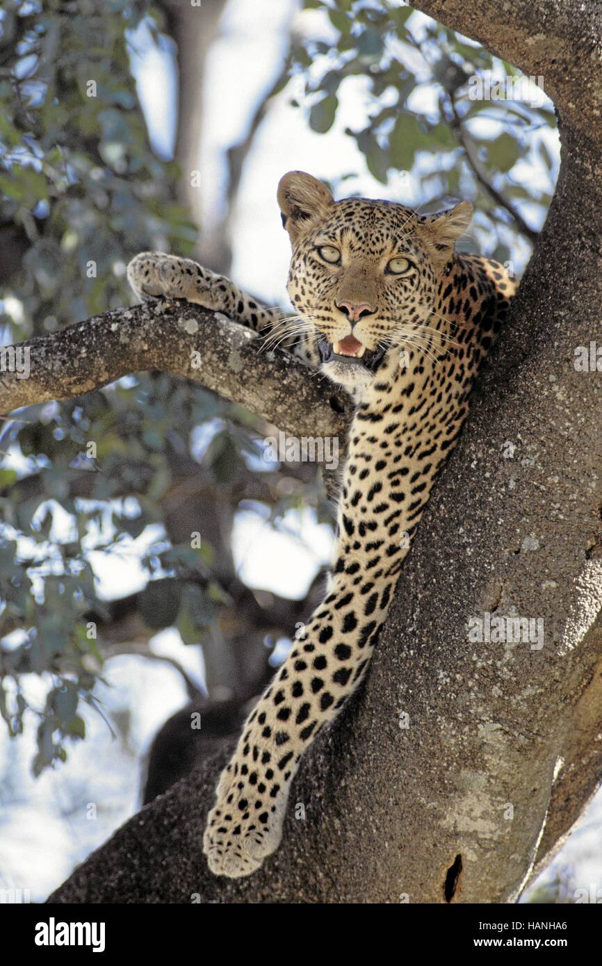 Female african leopard hi-res stock photography and images - Alamy