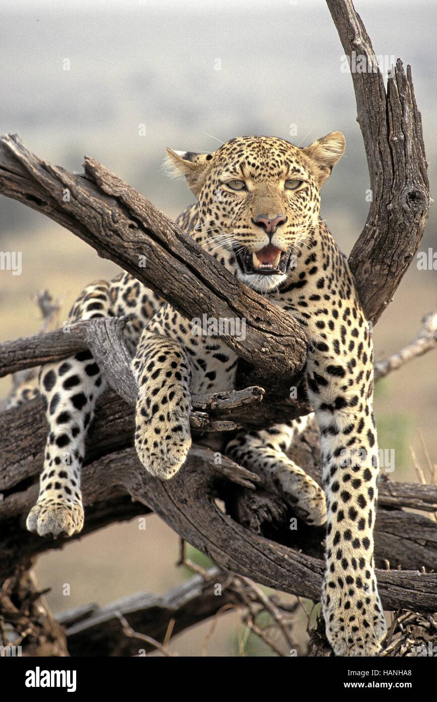 African leopard female hi-res stock photography and images - Alamy