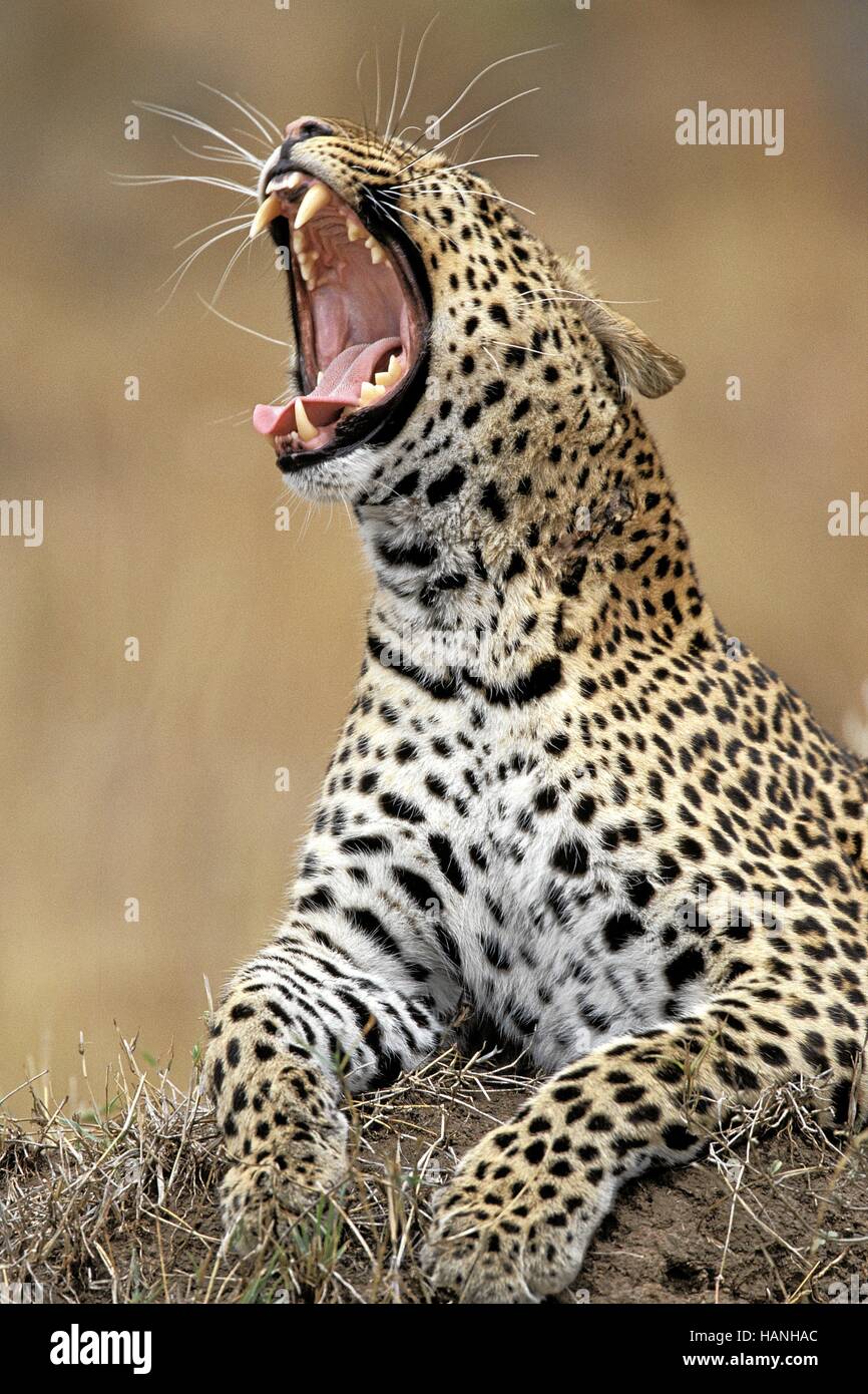 Leopardes hi-res stock photography and images - Alamy