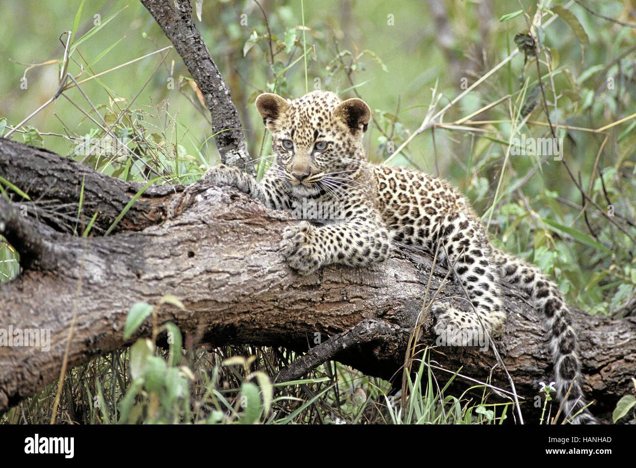 Leopard cup hi-res stock photography and images - Alamy