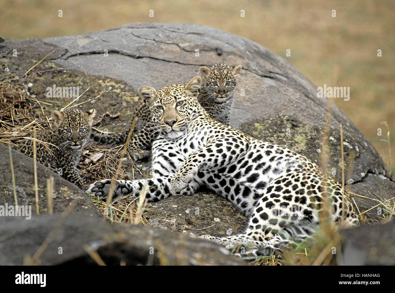 Leopardenjunge hi-res stock photography and images - Alamy