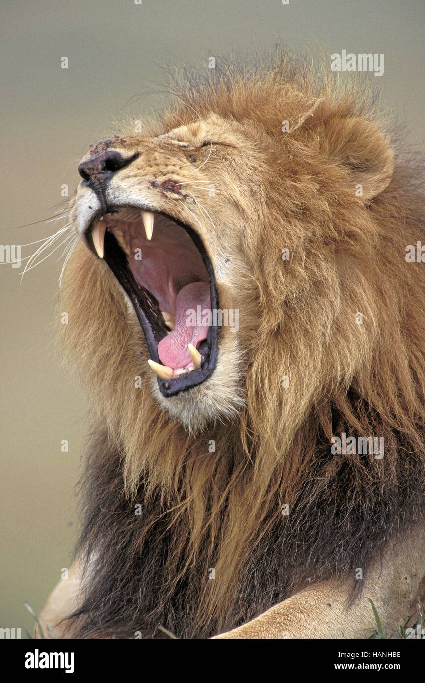 Lion Crying