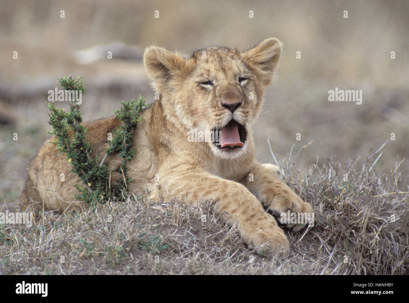 Crying lion hi-res stock photography and images - Alamy