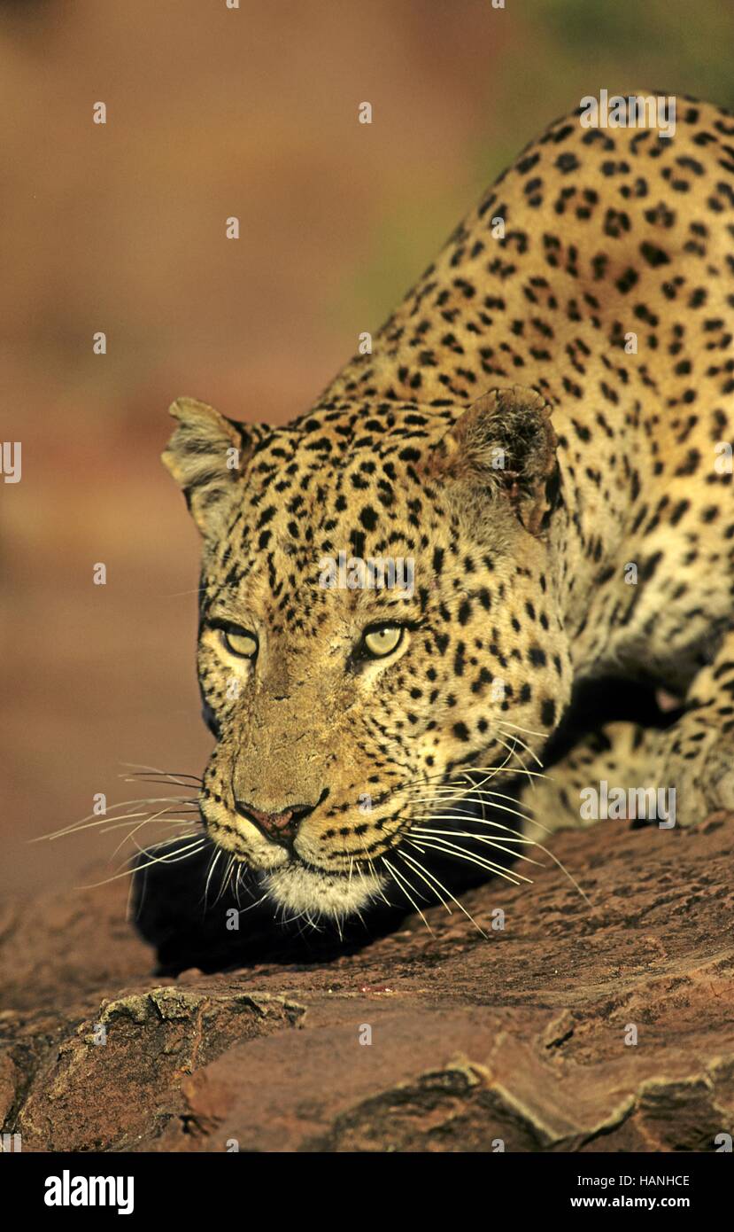 Lie in wait predator hi-res stock photography and images - Alamy