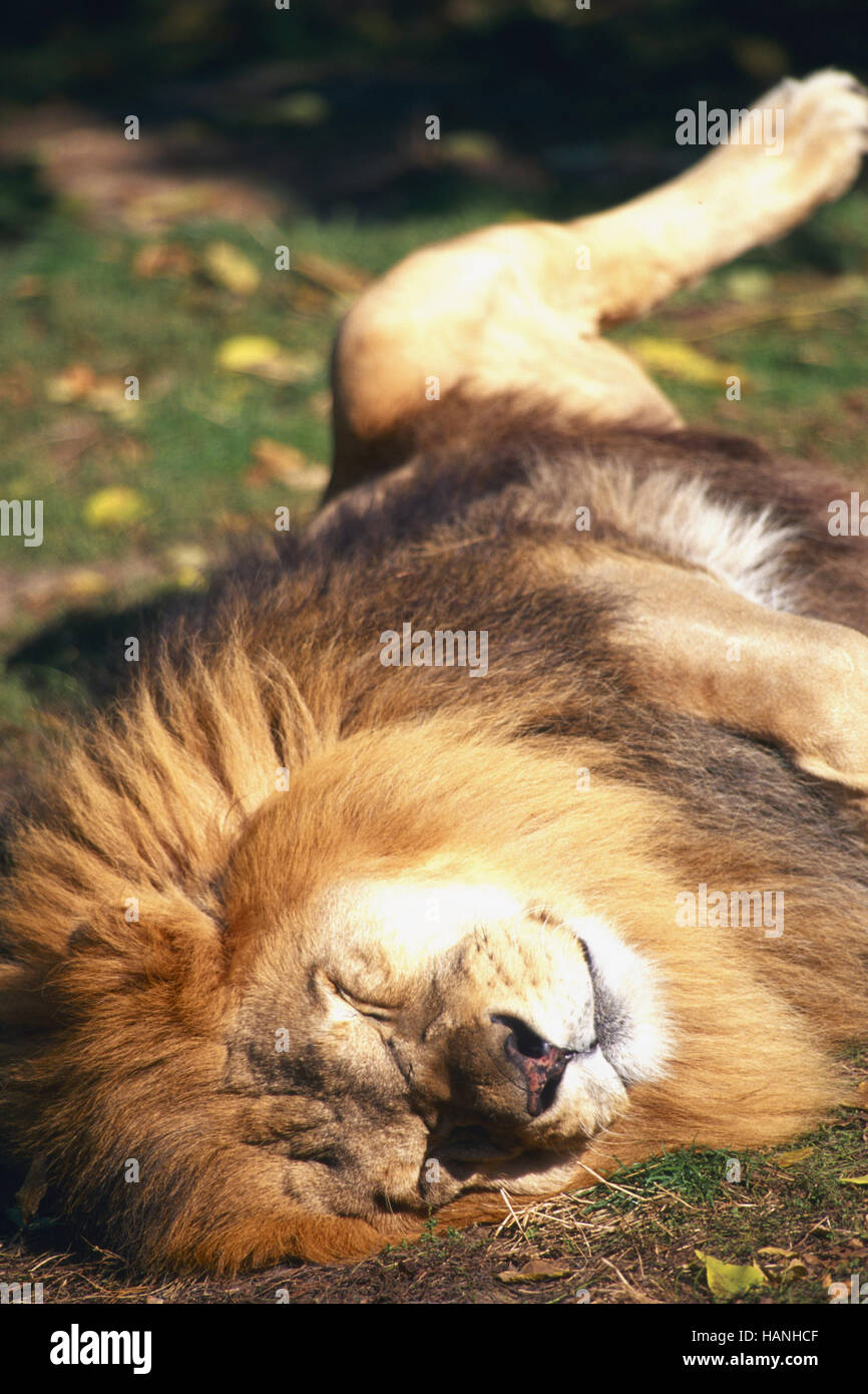 African Lion Panthera leo Sleeping Stock Photo - Alamy