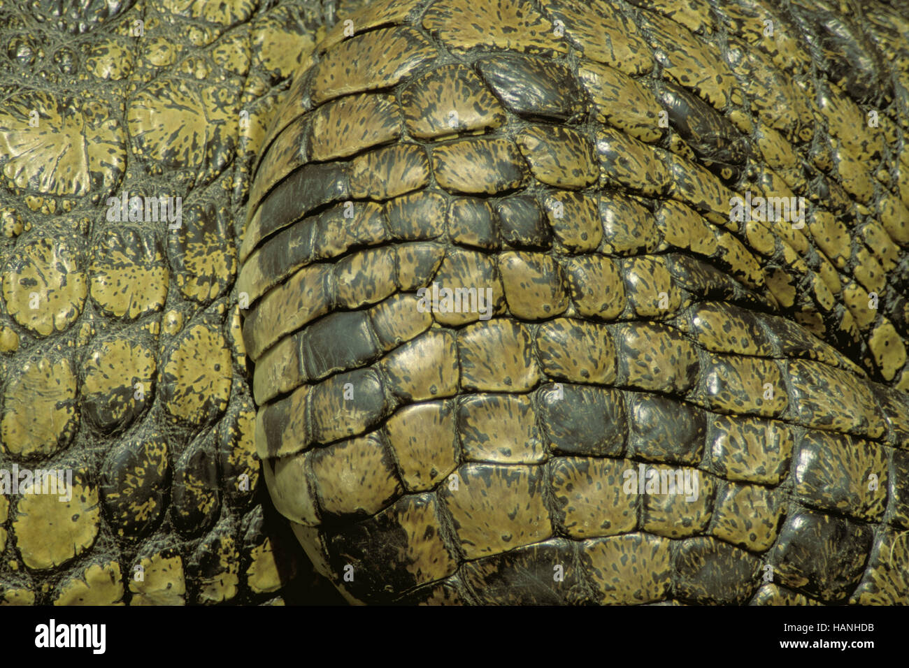 Crocodilescale hi-res stock photography and images - Alamy