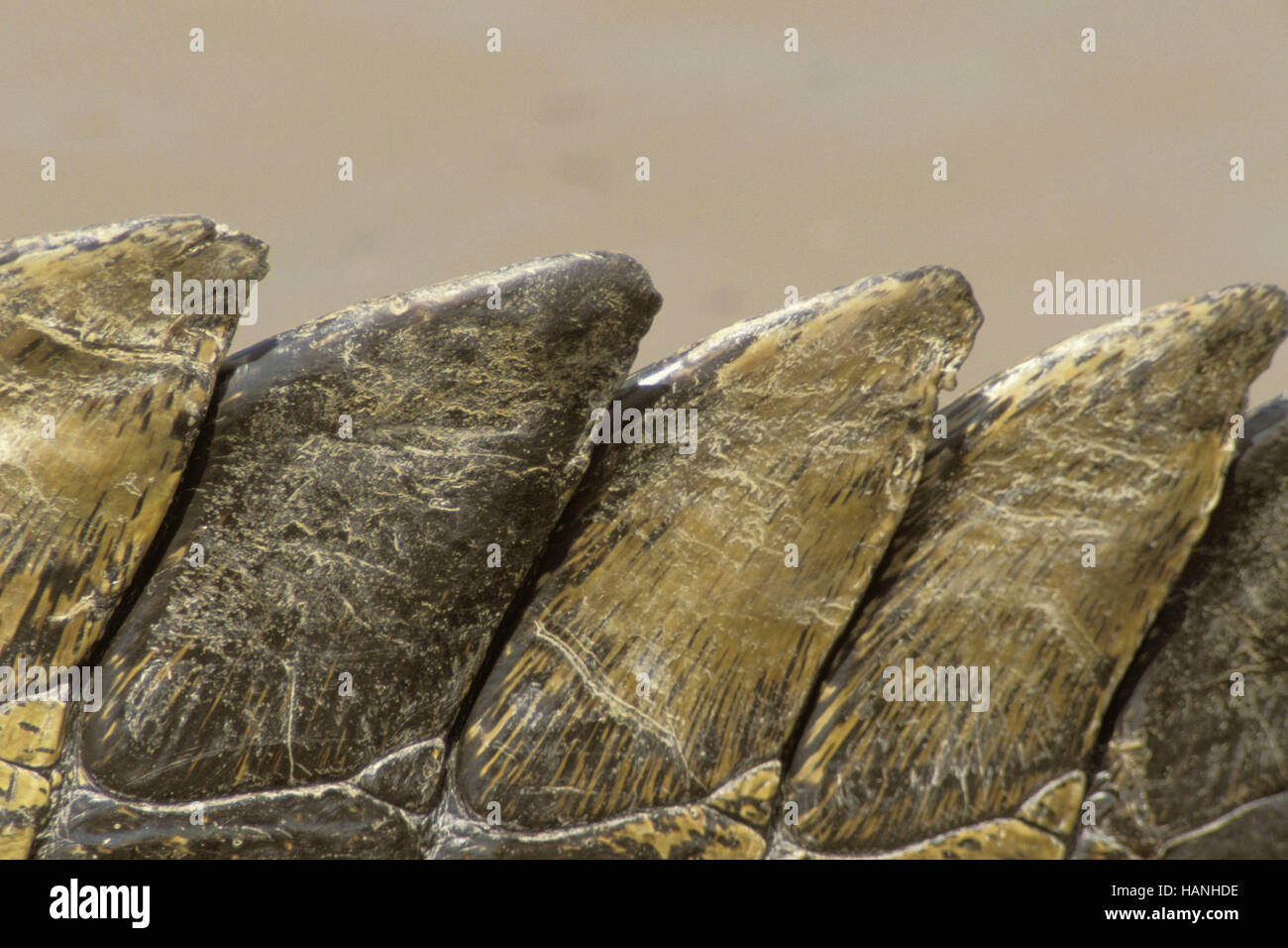 Crocodilescale hi-res stock photography and images - Alamy
