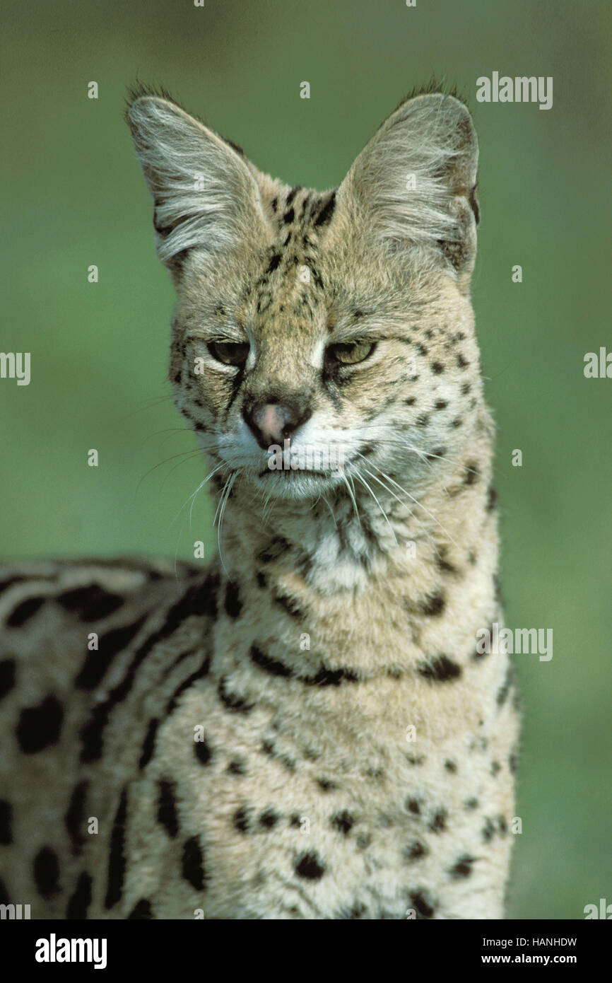 Serval cats hi-res stock photography and images - Alamy