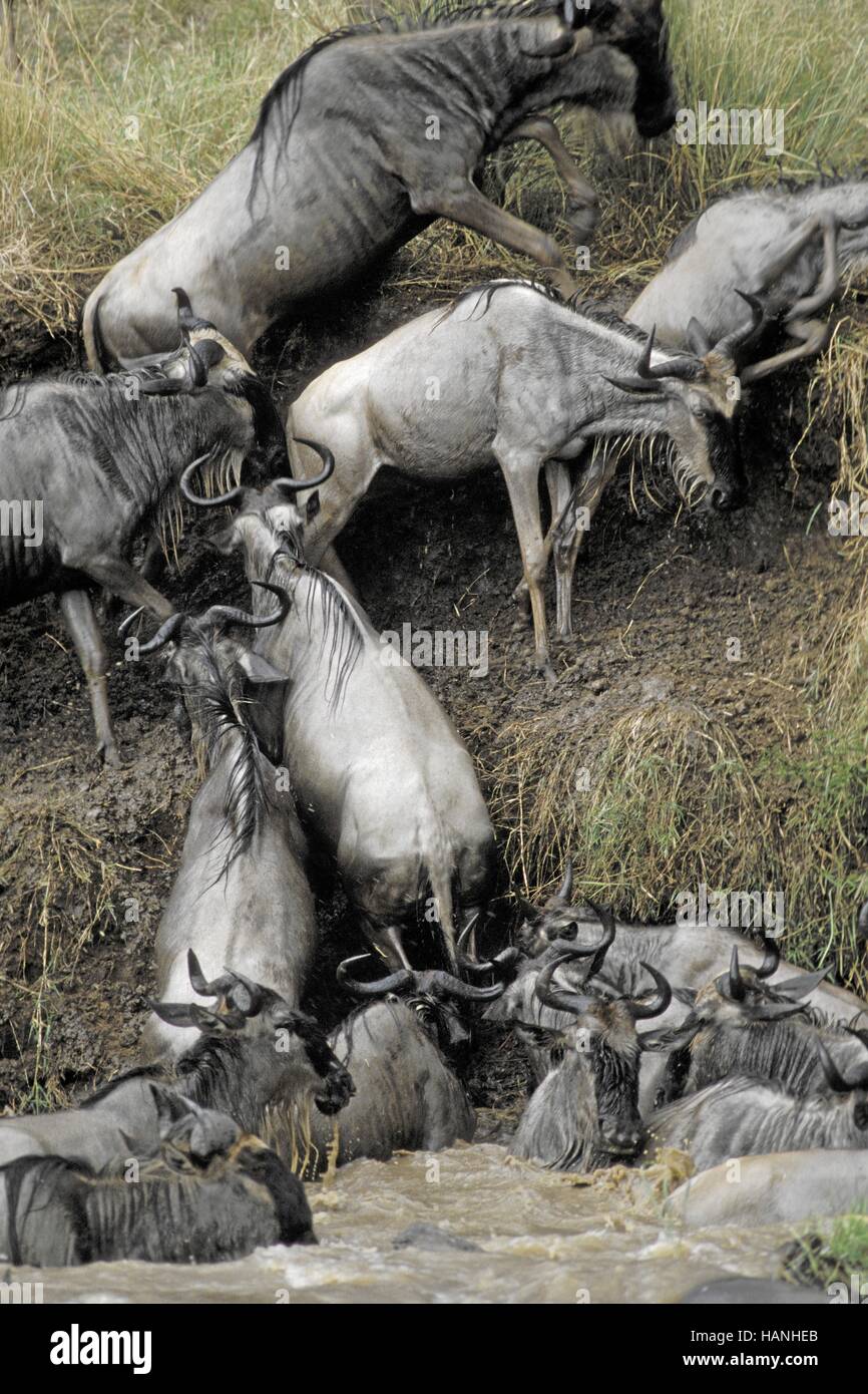 Flock of gnus hi-res stock photography and images - Alamy