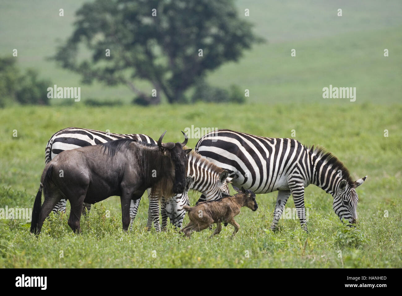 Female wildebeest hi-res stock photography and images - Alamy