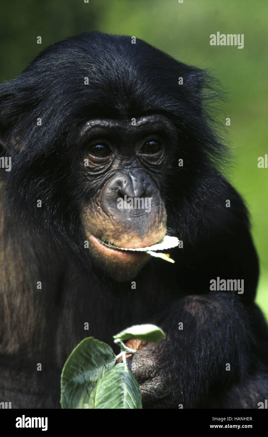 Bonobos eating hi-res stock photography and images - Alamy