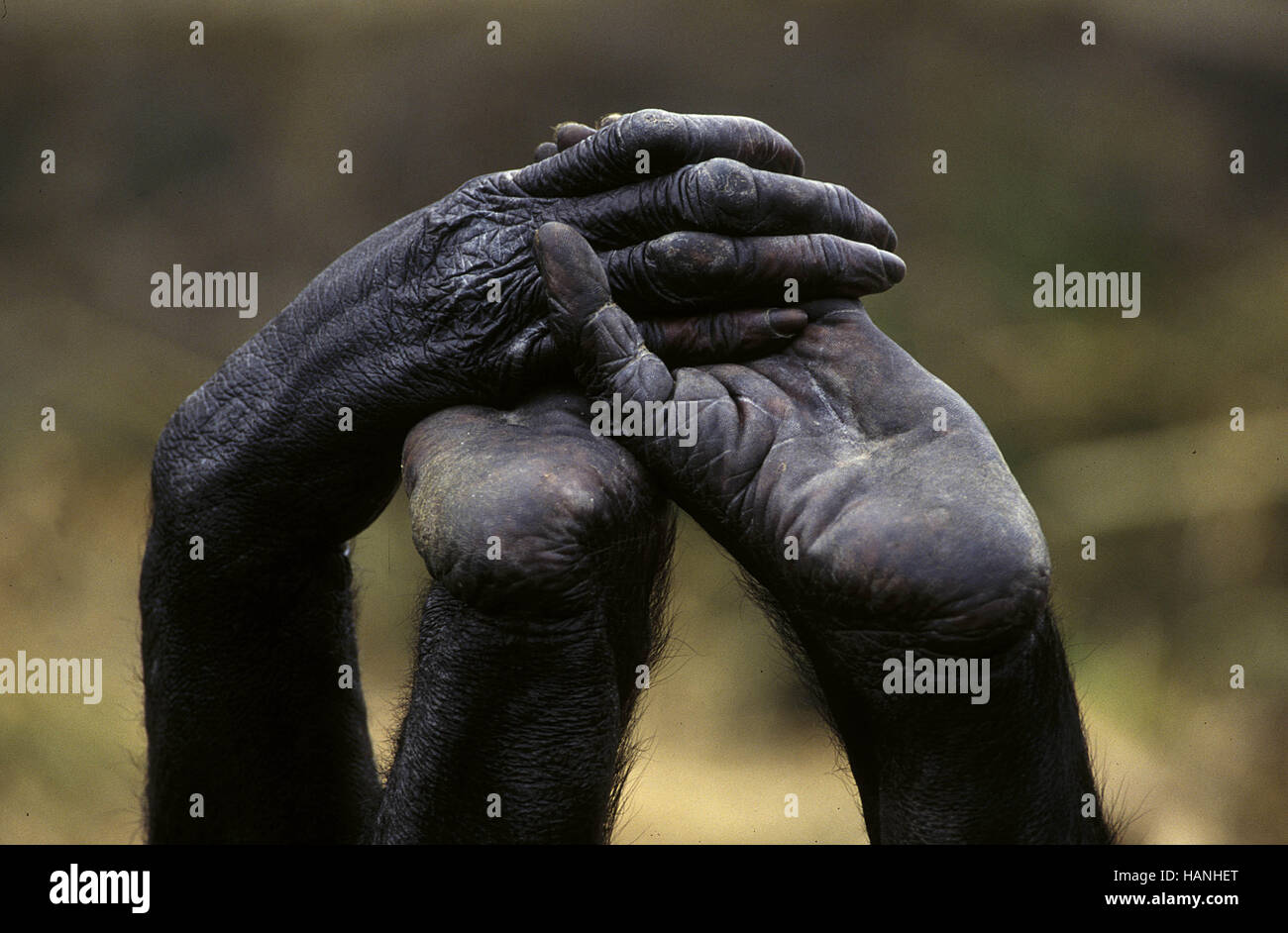 Affenhand hi-res stock photography and images - Alamy