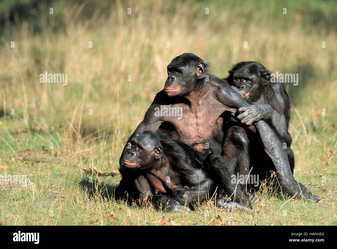 Chimpanzee group hi-res stock photography and images - Alamy