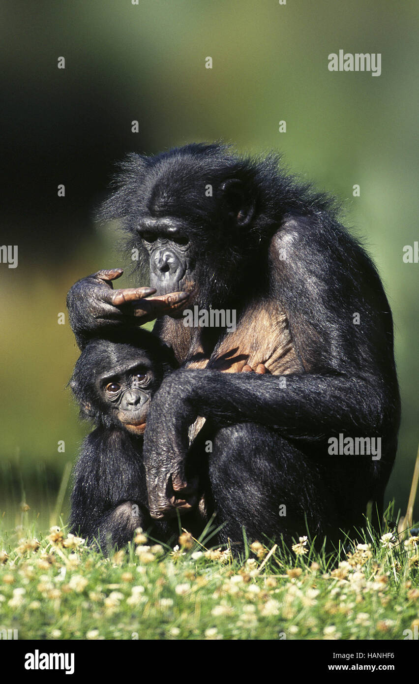 Bonobo female hi-res stock photography and images - Alamy