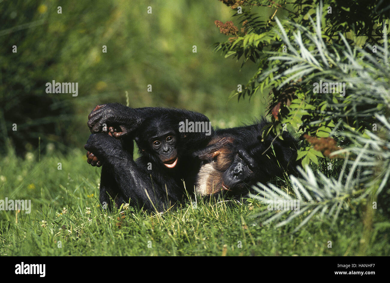 Zwergschimpanse hi-res stock photography and images - Alamy