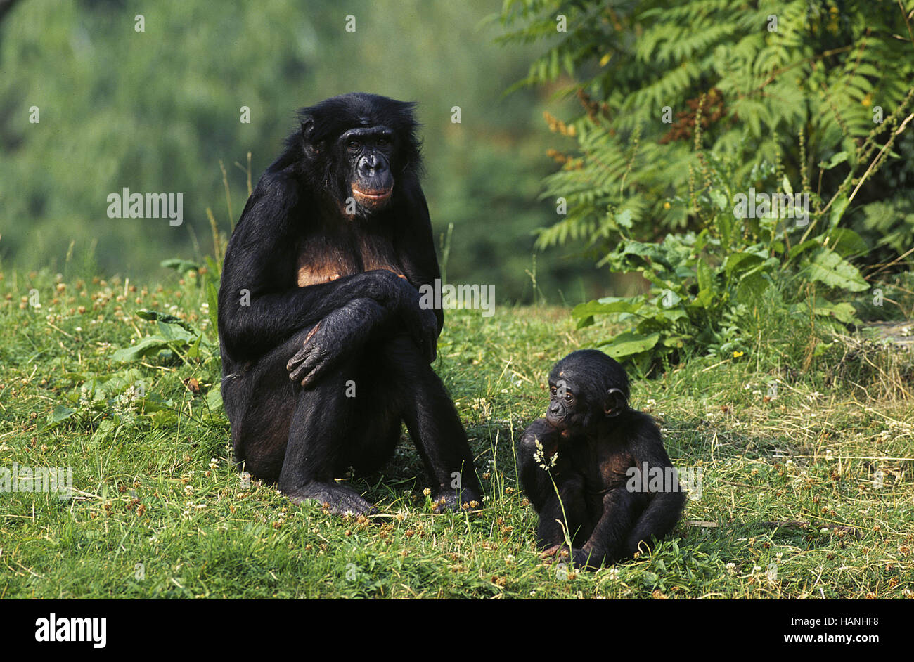 Child bonobo hi-res stock photography and images - Alamy