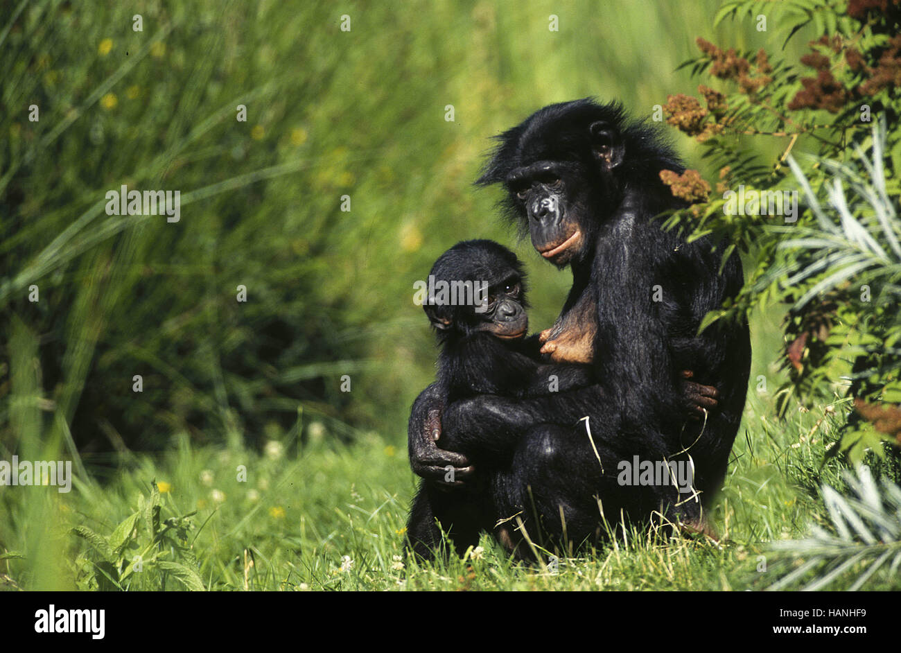Zwergschimpanse hi-res stock photography and images - Alamy