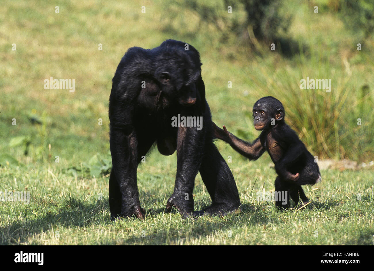 Bonobos female hi-res stock photography and images - Alamy