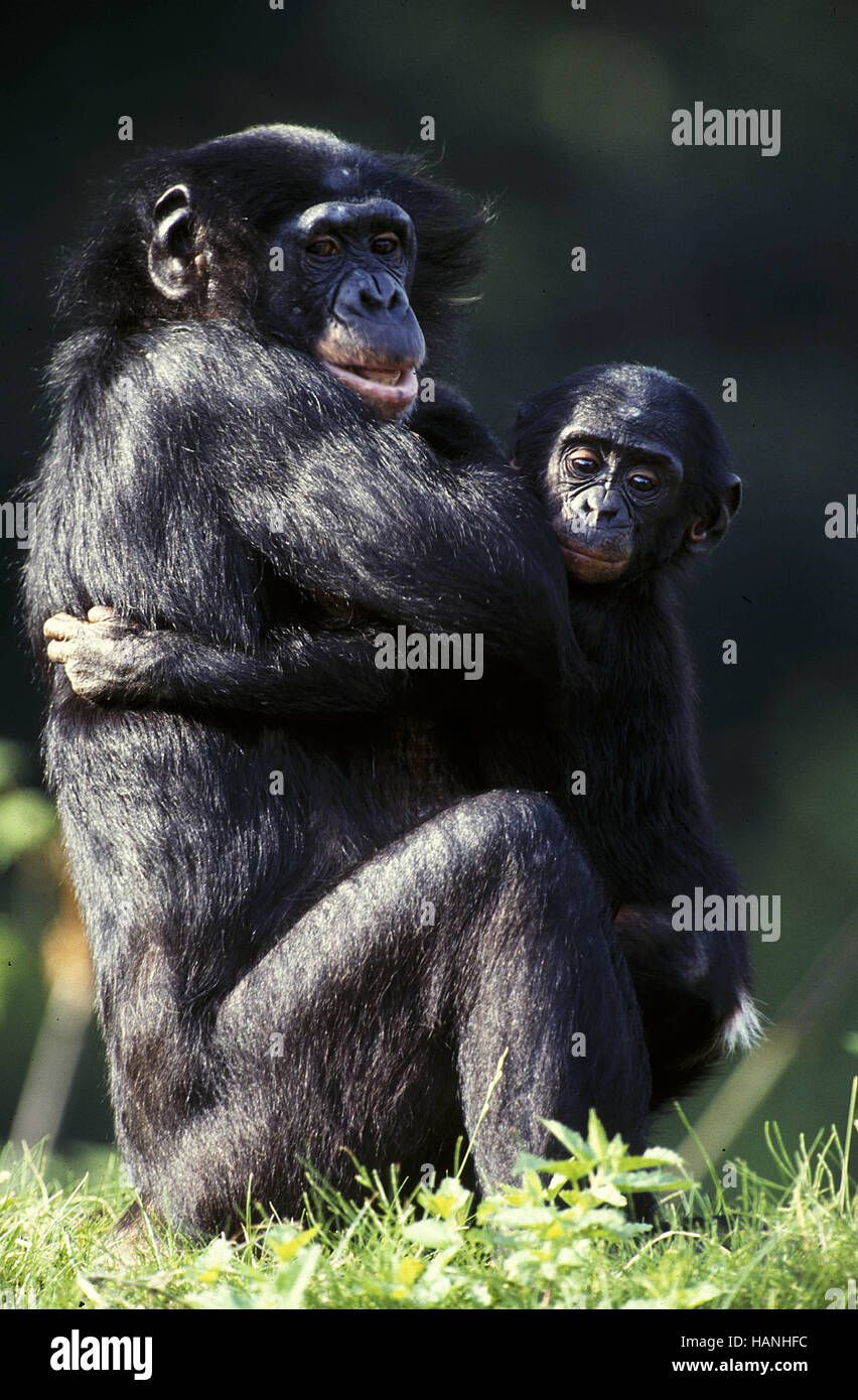 Zwergschimpanse hi-res stock photography and images - Alamy