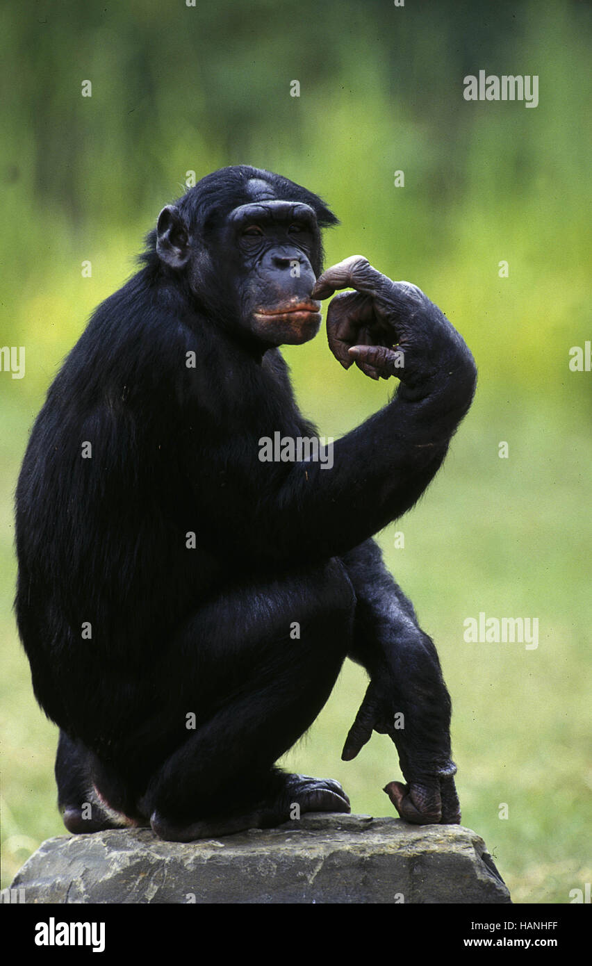 Dwarf chimpanzee hi-res stock photography and images - Alamy
