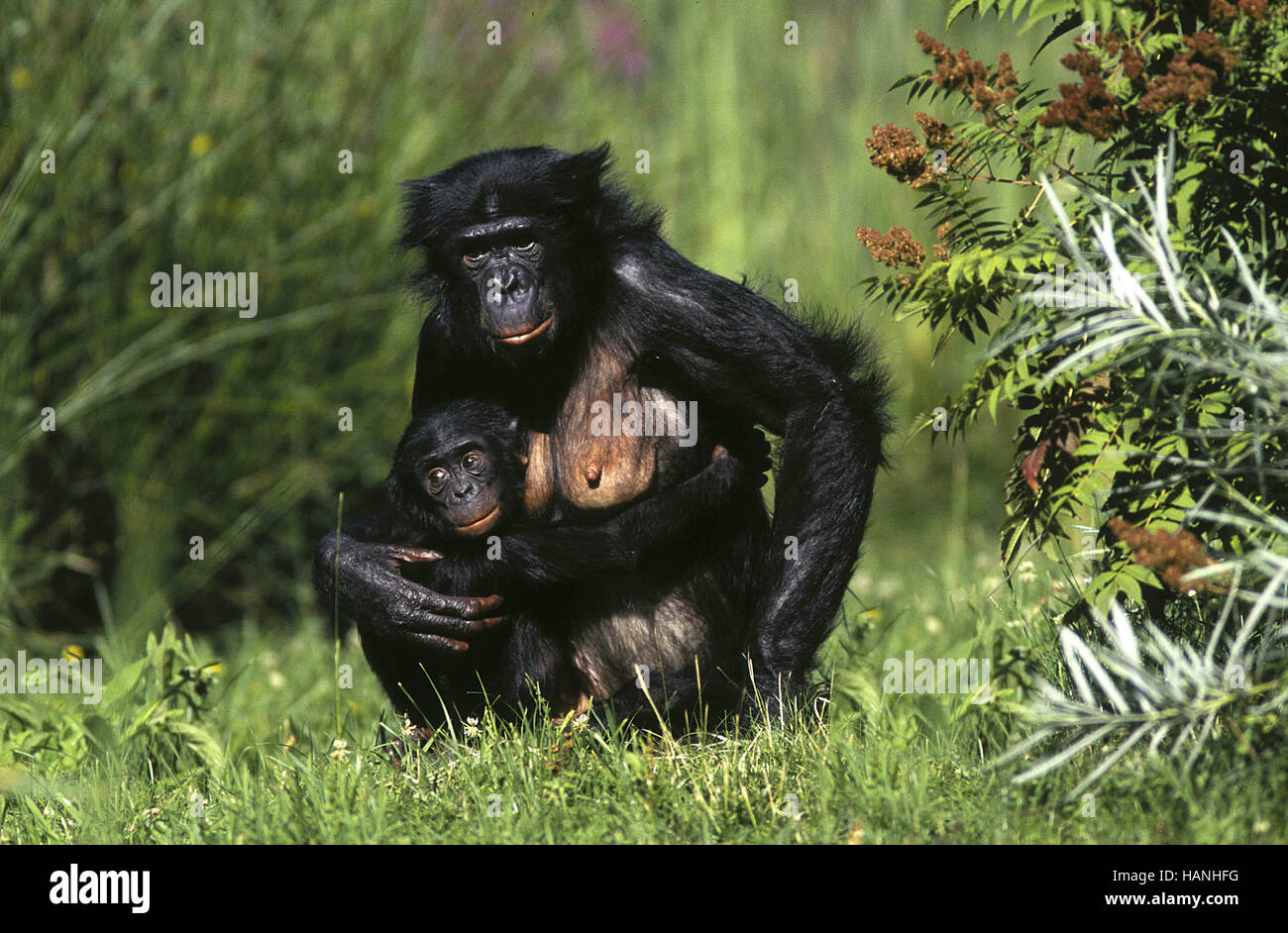 Mother and child bonobo hi-res stock photography and images - Alamy