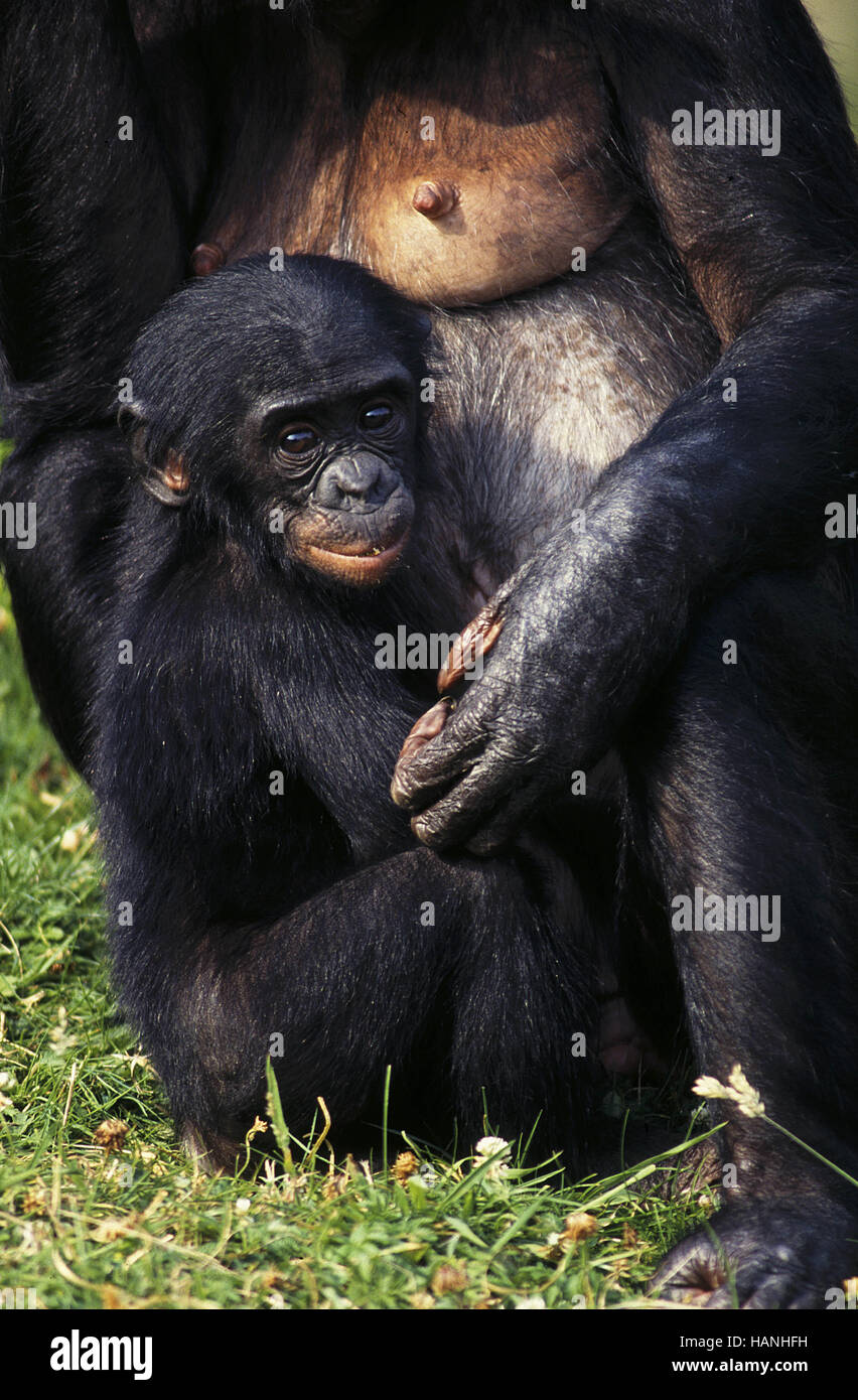 Young bonobos hi-res stock photography and images - Alamy