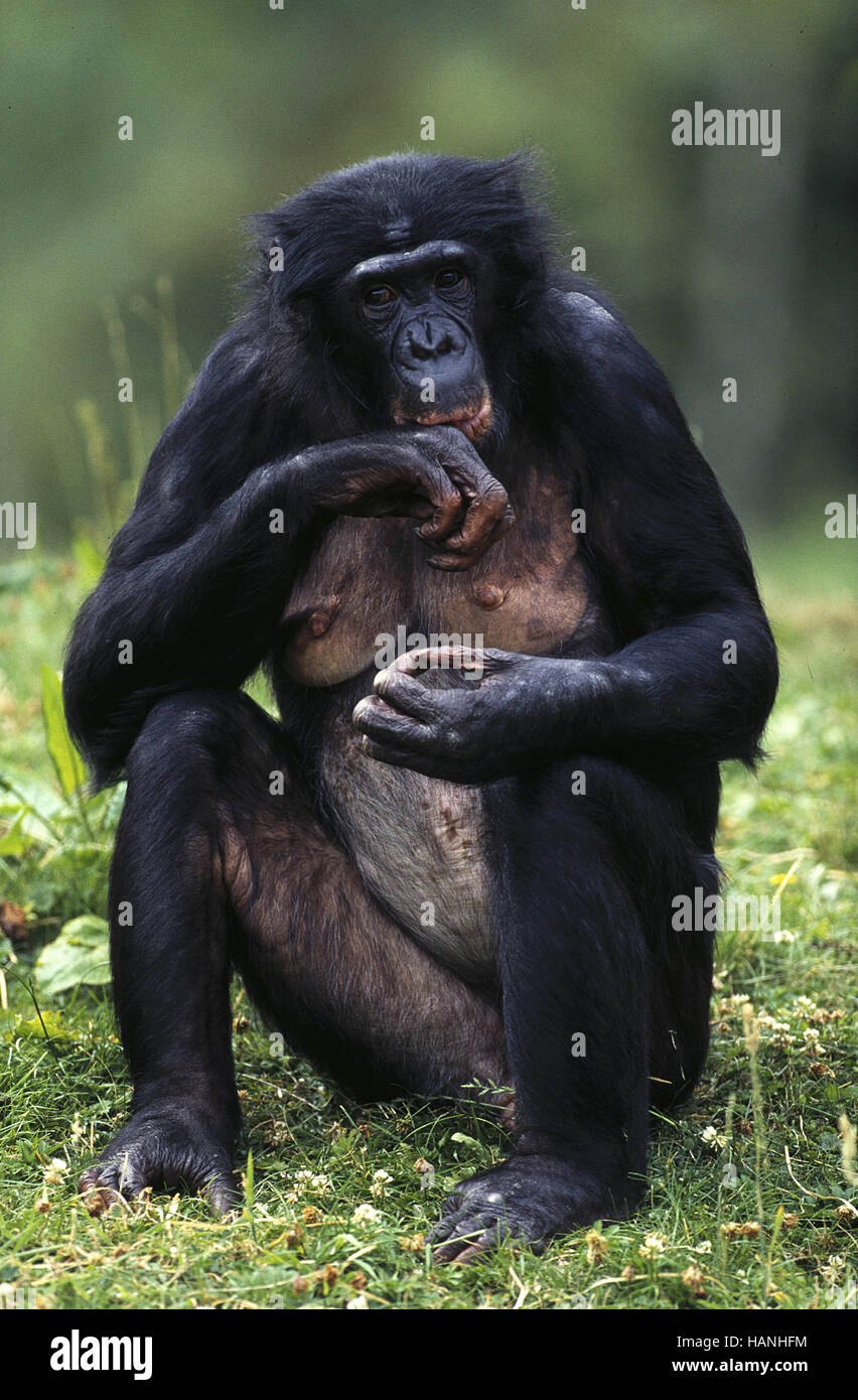 Adult bonobo hi-res stock photography and images - Alamy