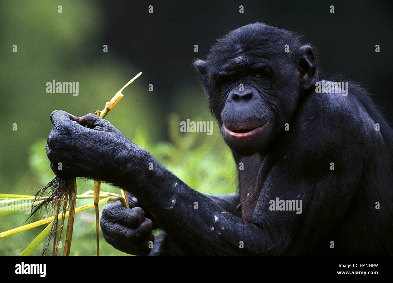 Zwergschimpanse hi-res stock photography and images - Alamy