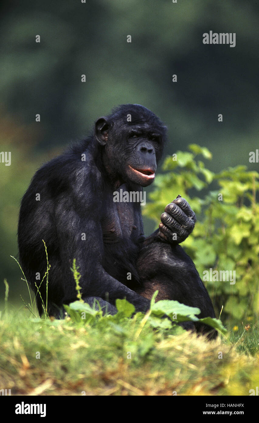 Dwarf chimpanzee hi-res stock photography and images - Alamy