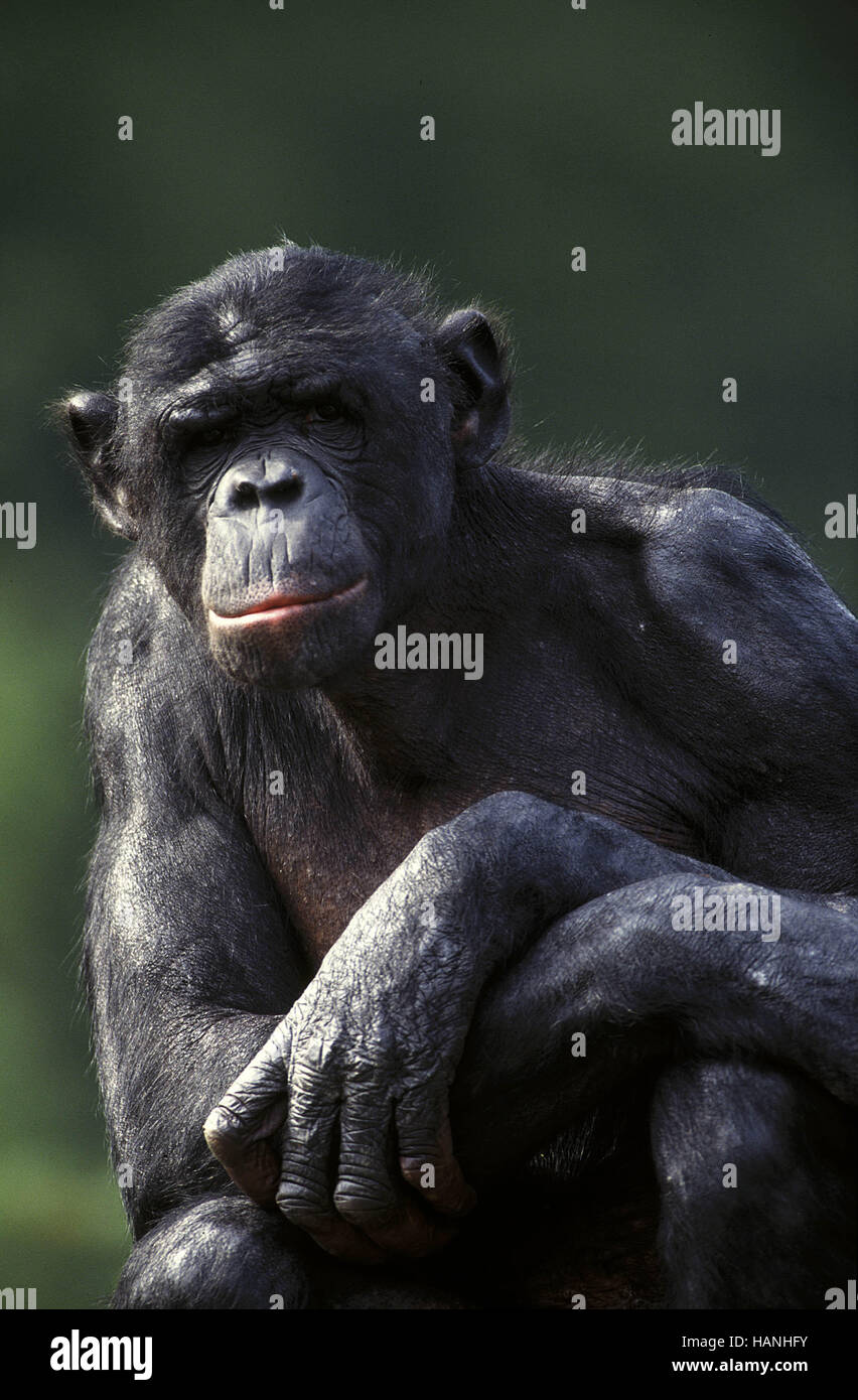 Tiere denken hi-res stock photography and images - Alamy