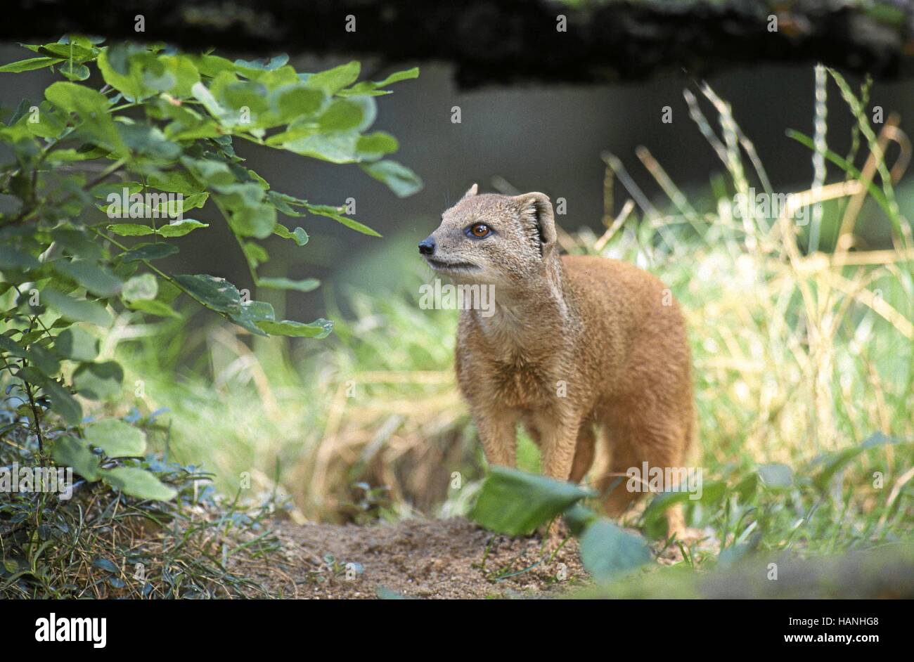 Fox mongoose hi-res stock photography and images - Alamy