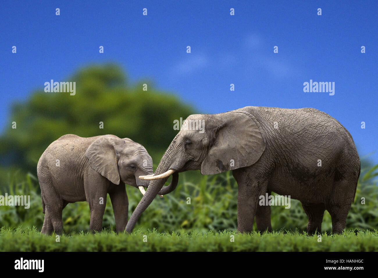 Elefanten tiere hi-res stock photography and images - Alamy