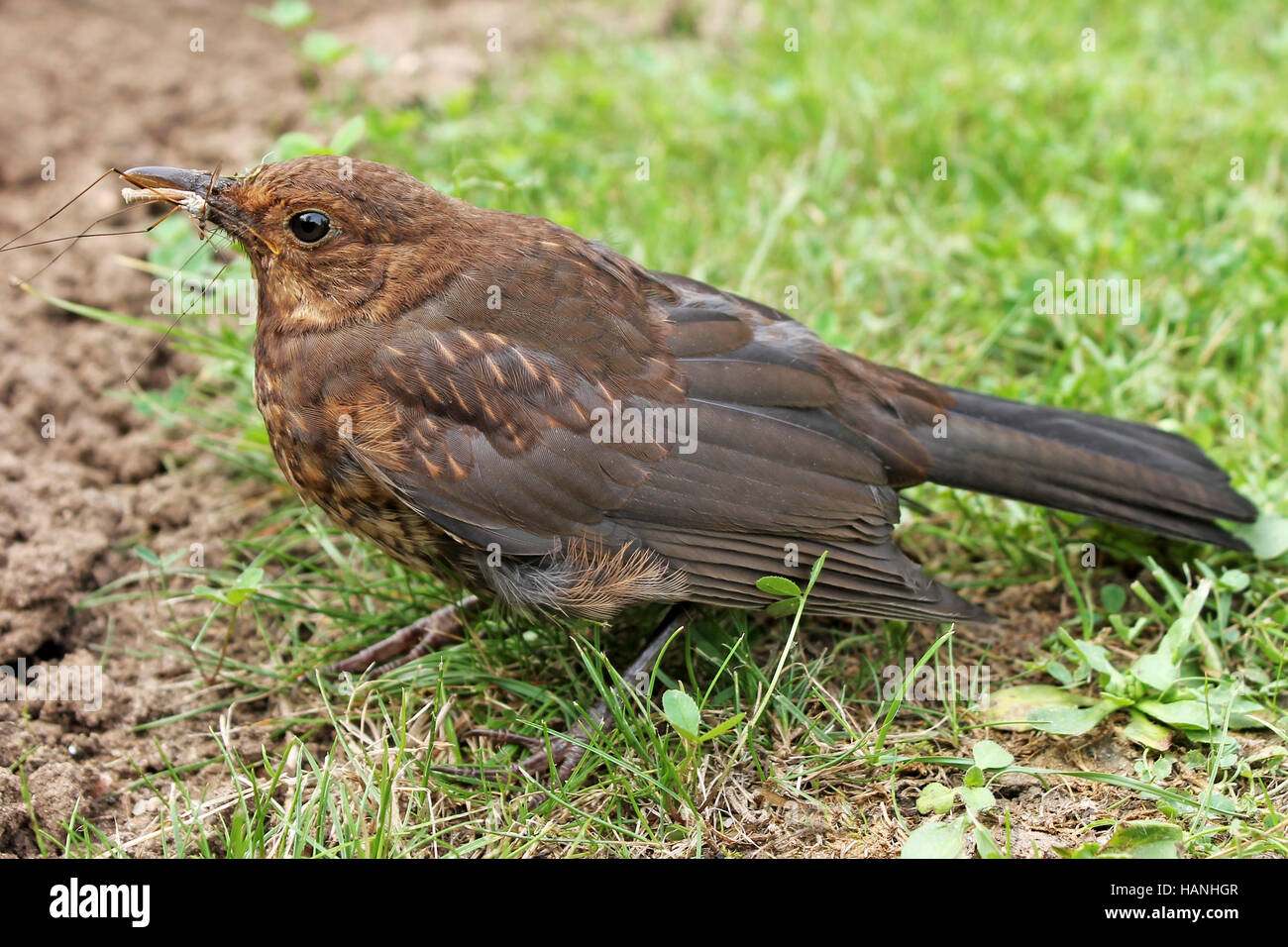 Thrush chick. Young bird eating mosquito Stock Photo - Alamy